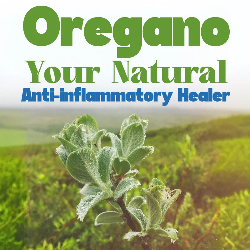Discover Oregano’s Natural Anti-Inflammatory Healing Power